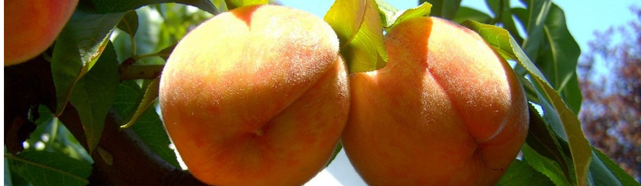 Propiedades del Melocotón
